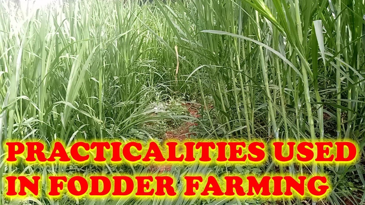 Practicalities used in fodder farming - YouTube