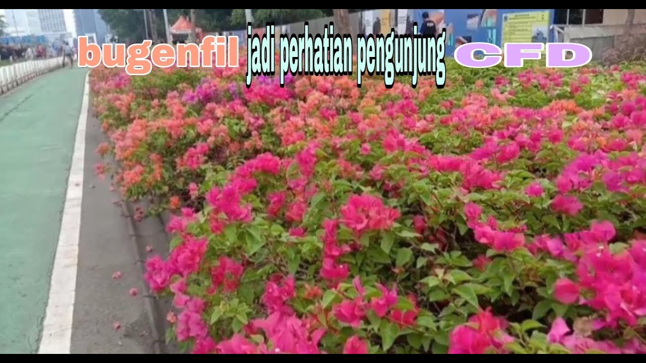Bunga bugenfil mekar di sepanjang jalan || bunga bugenfil indahnya jadi ...