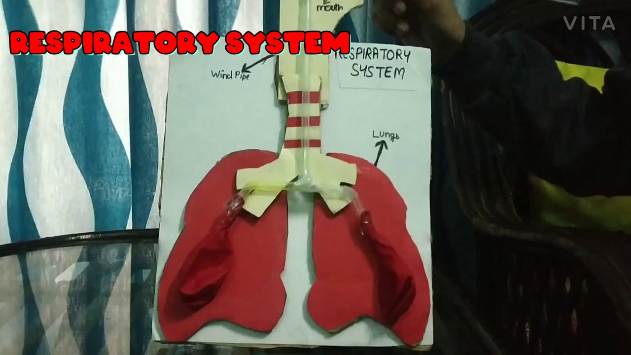 Human respiratory system working model - YouTube
