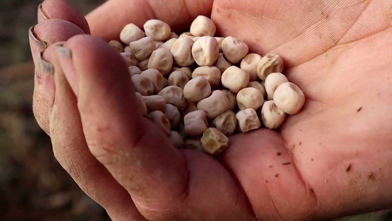 Planting Lincoln Peas. Why?... - YouTube
