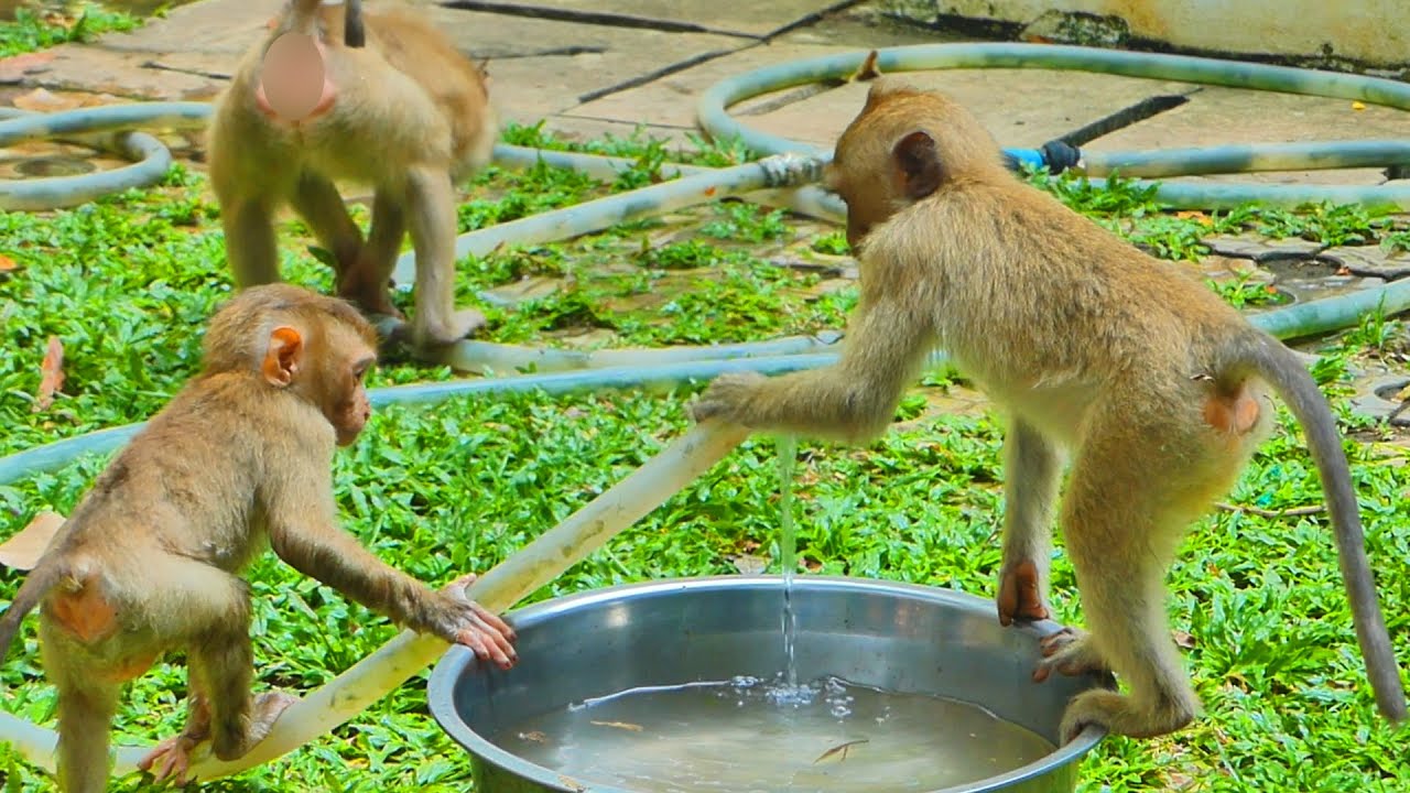 Happiness monkey baby Leo & Rainbow playing water in very hot day, Amber monkeys come join too ...