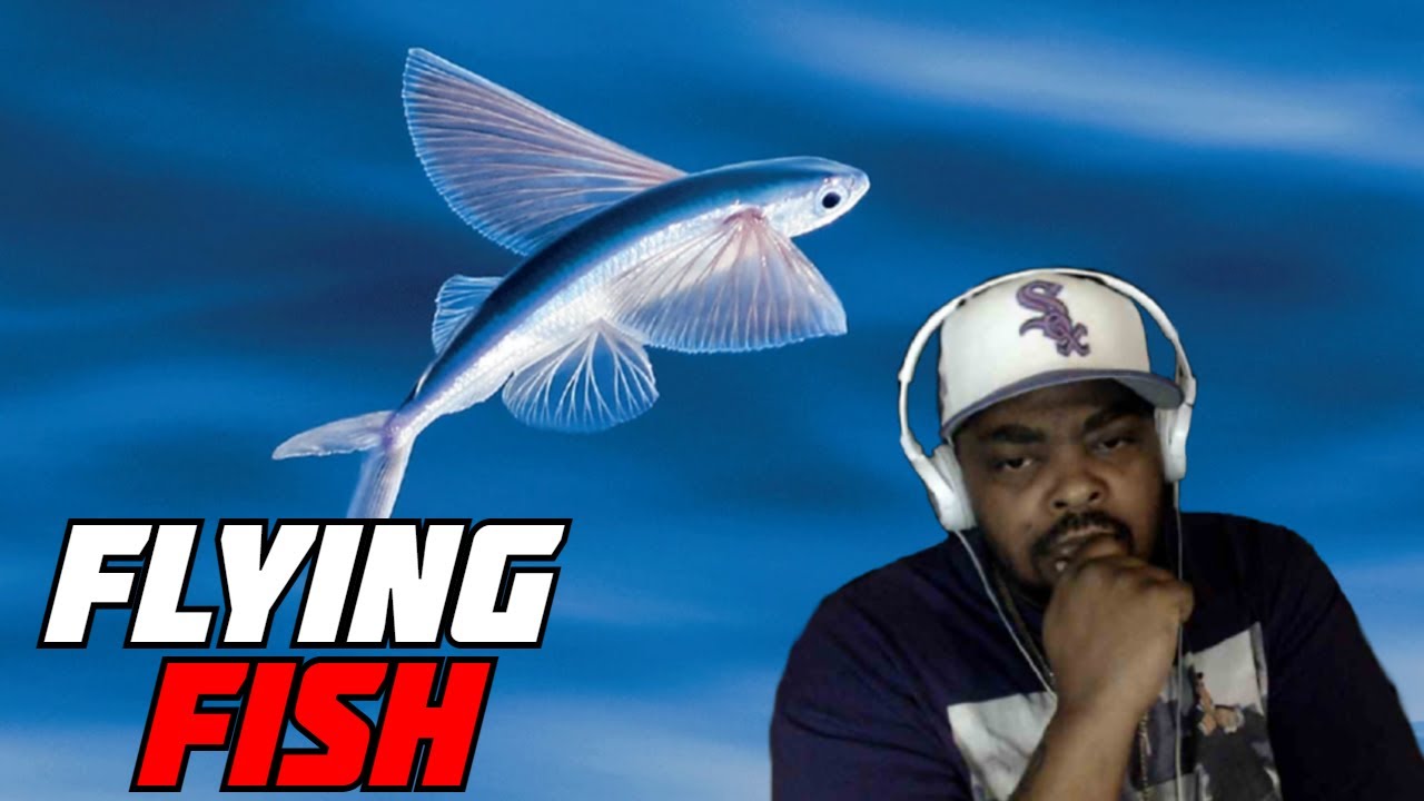 Flying Fish - YouTube