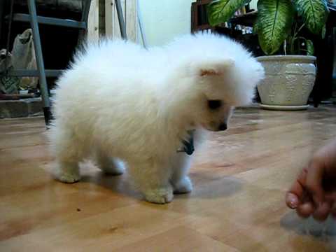 really adorable toy size American Eskimo puppy