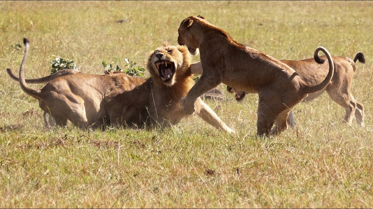 Selati Male Lion Coalition Territory Take Over From Mapogo Coalition ...