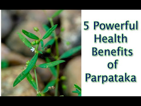5 Powerful Health Benefits of Parpataka - YouTube