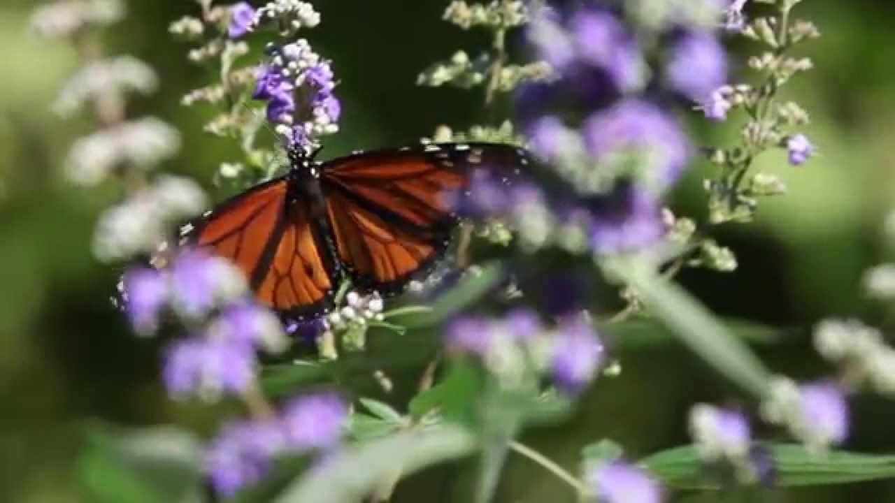 An annual migration of color - YouTube