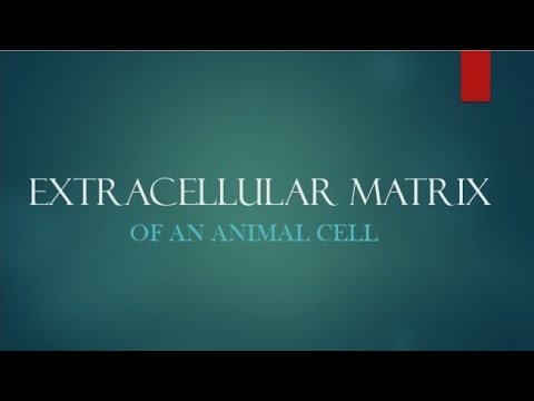 Extracellular Matrix || Animal cell - YouTube