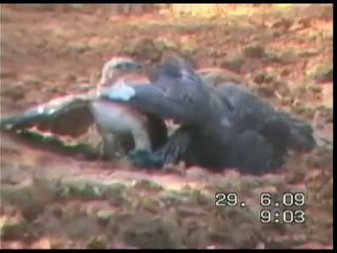 Peacock Vs Eagle - YouTube