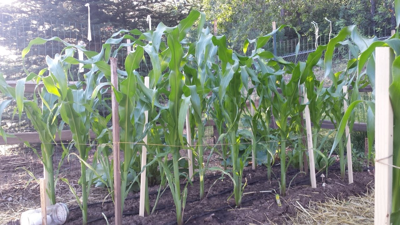 What to Grow in Your Garden - YouTube