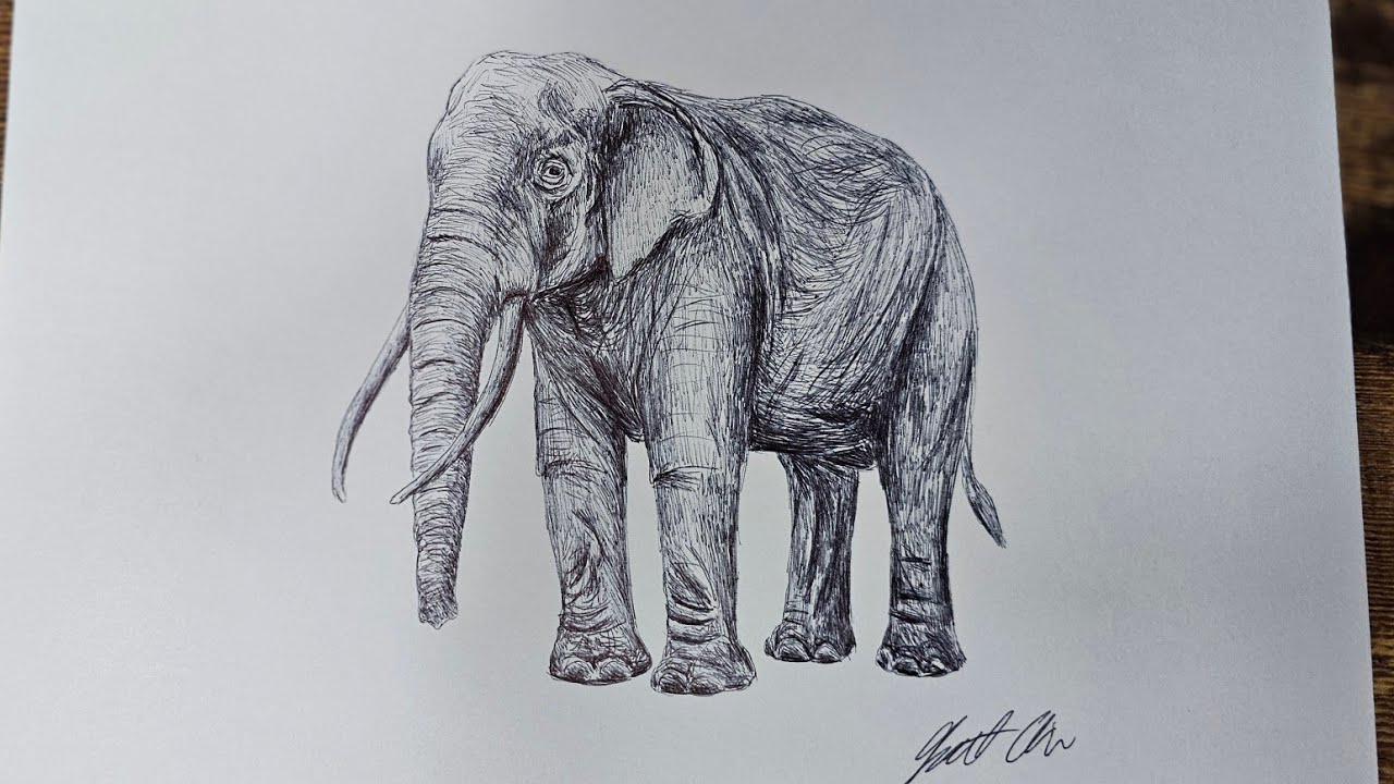 How to draw an ELEPHANT! Watch the full process of sketching a life ...