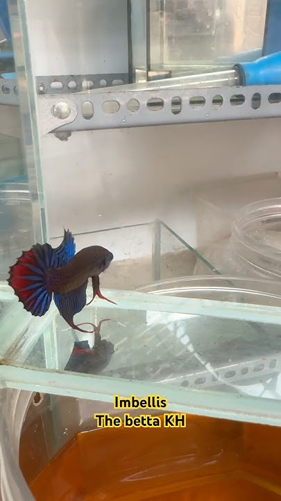 Imbellis (The betta KH) - YouTube