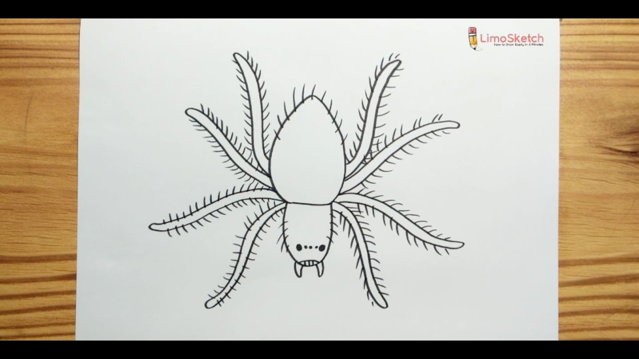 HOW TO DRAWING A SPIDER TARANTULA Easy Step by Step - YouTube