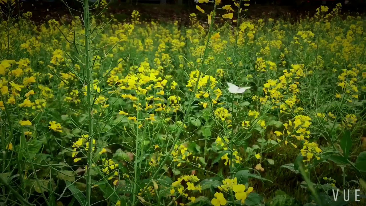 Full of cole flowers - YouTube