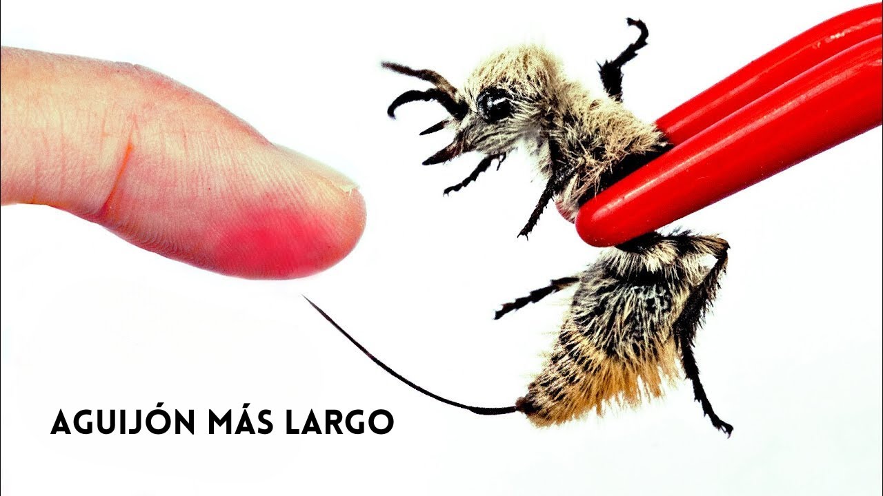 MORDEDURA DE HORMIGA ASESINA DE VACAS:El insecto con el aguijón más ...