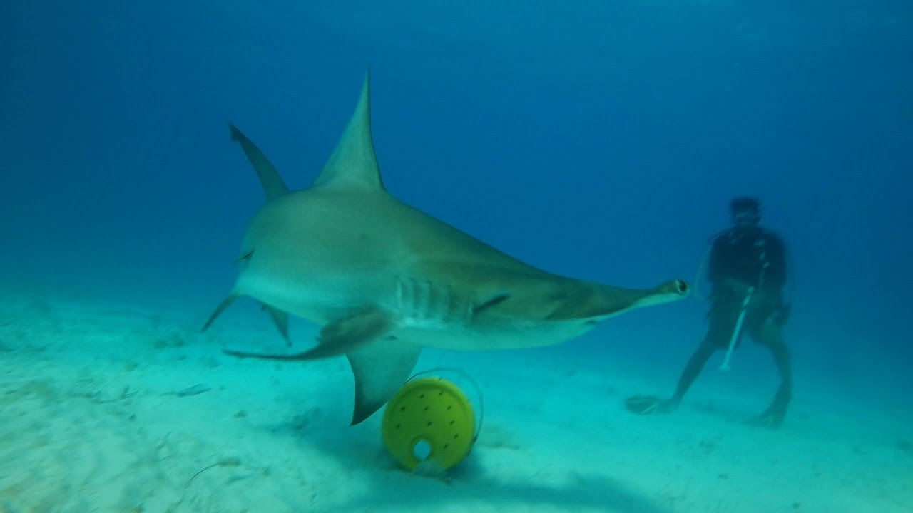 Bimini Hammerhead Shark Dive Apr. 2016 - YouTube