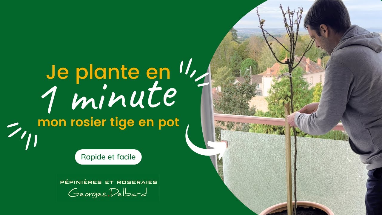 Comment planter un rosier tige en pot (avec le résultat au printemps ...