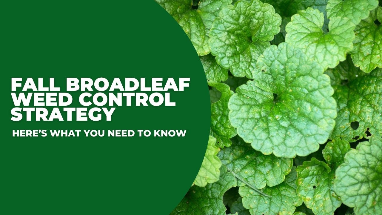 Fall Broadleaf Weed Control Strategy - YouTube