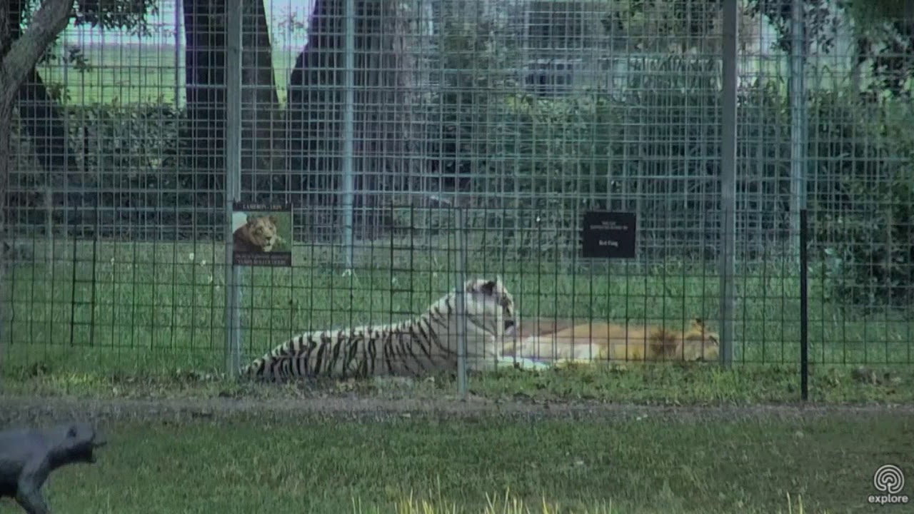 Cameron and Zabu - YouTube
