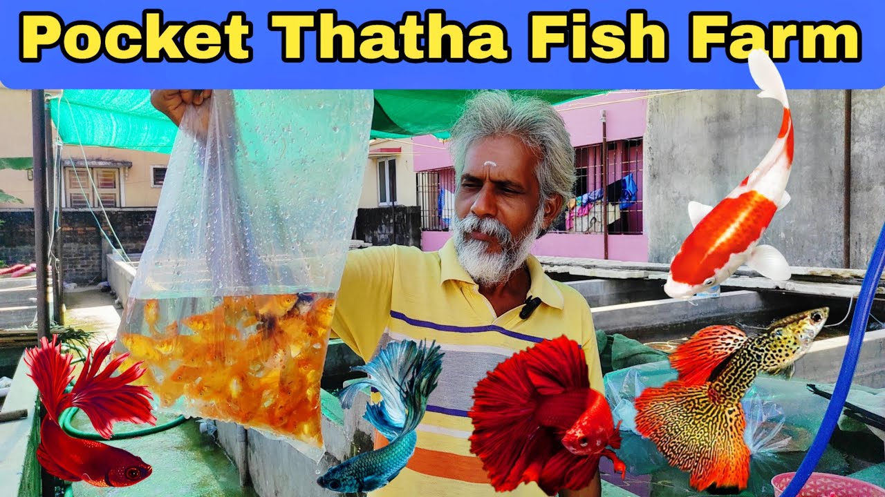 Pocket Thatha Fish Farm | biggest fish farm in Tamilnadu - YouTube