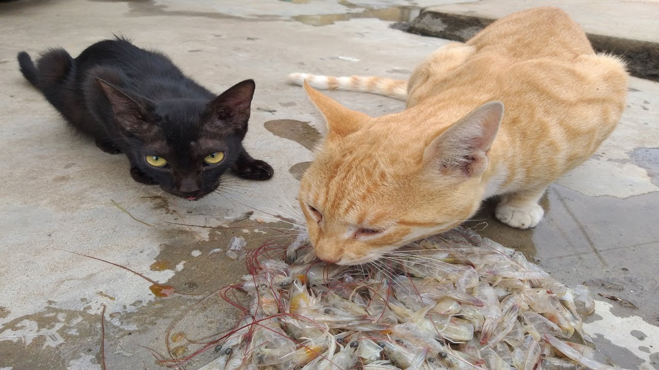 Cat Eating Prawn | பூனை இறால் சாப்பிடும் வீடியோ | Cat Eating Videos ...