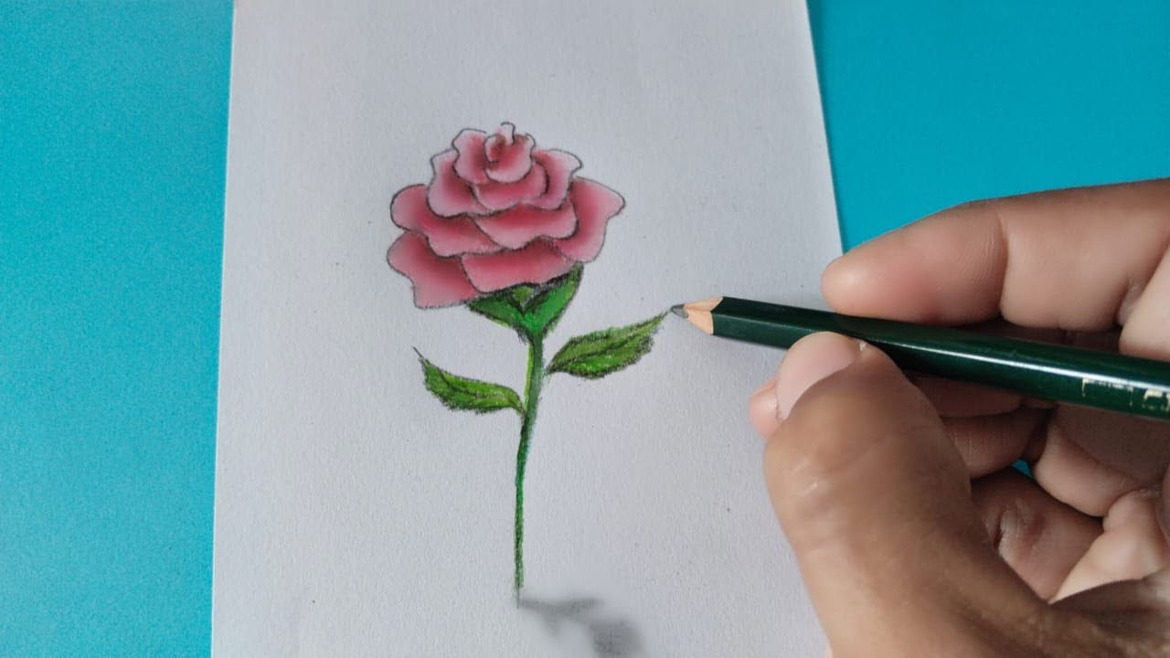 menggambar mawar merah dengan pensil warna - YouTube
