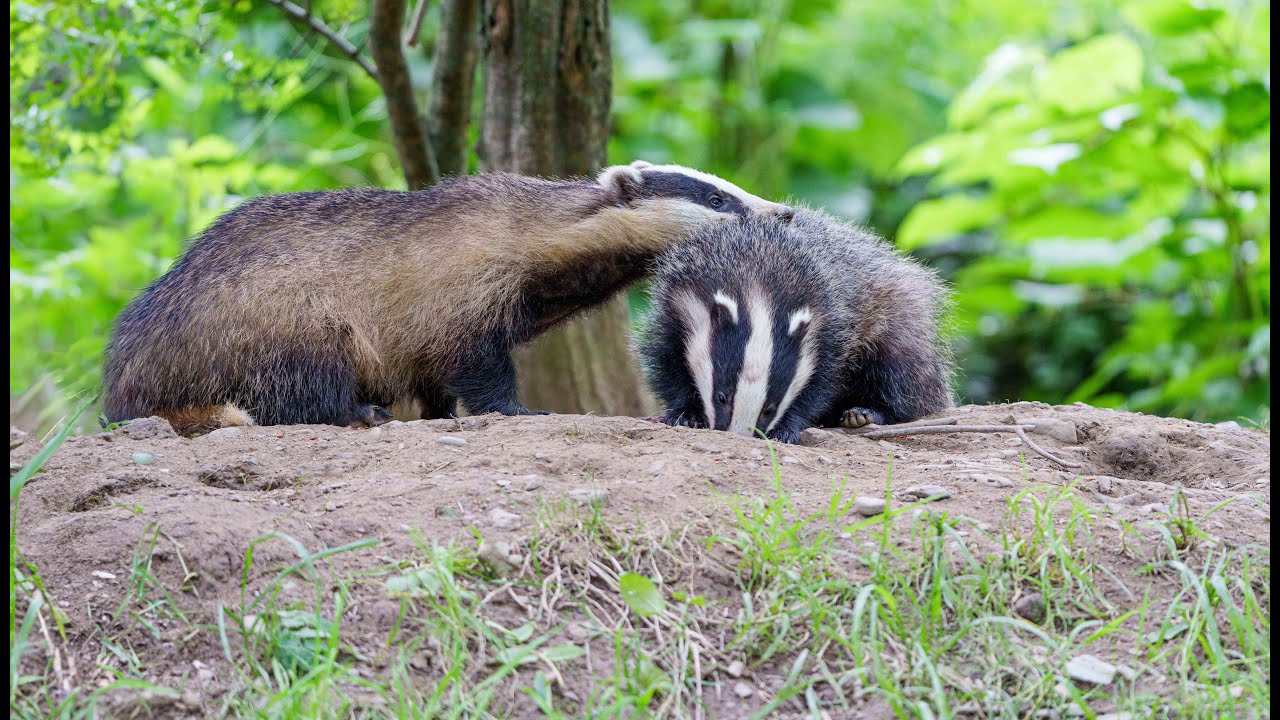 Daytime Badgers at Scottish Photography Hides - YouTube