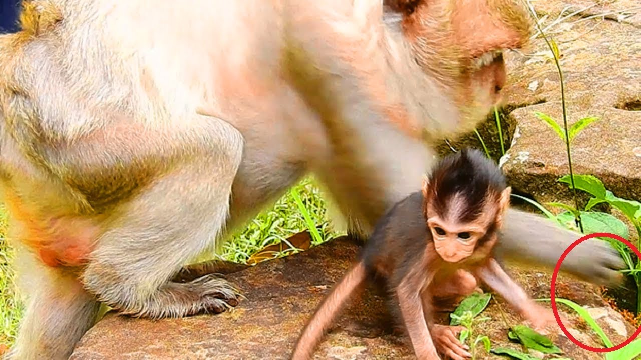 Ah! What New Baby Tima Doing? Red Ants Bite Baby, But Monkey Eating Red ...