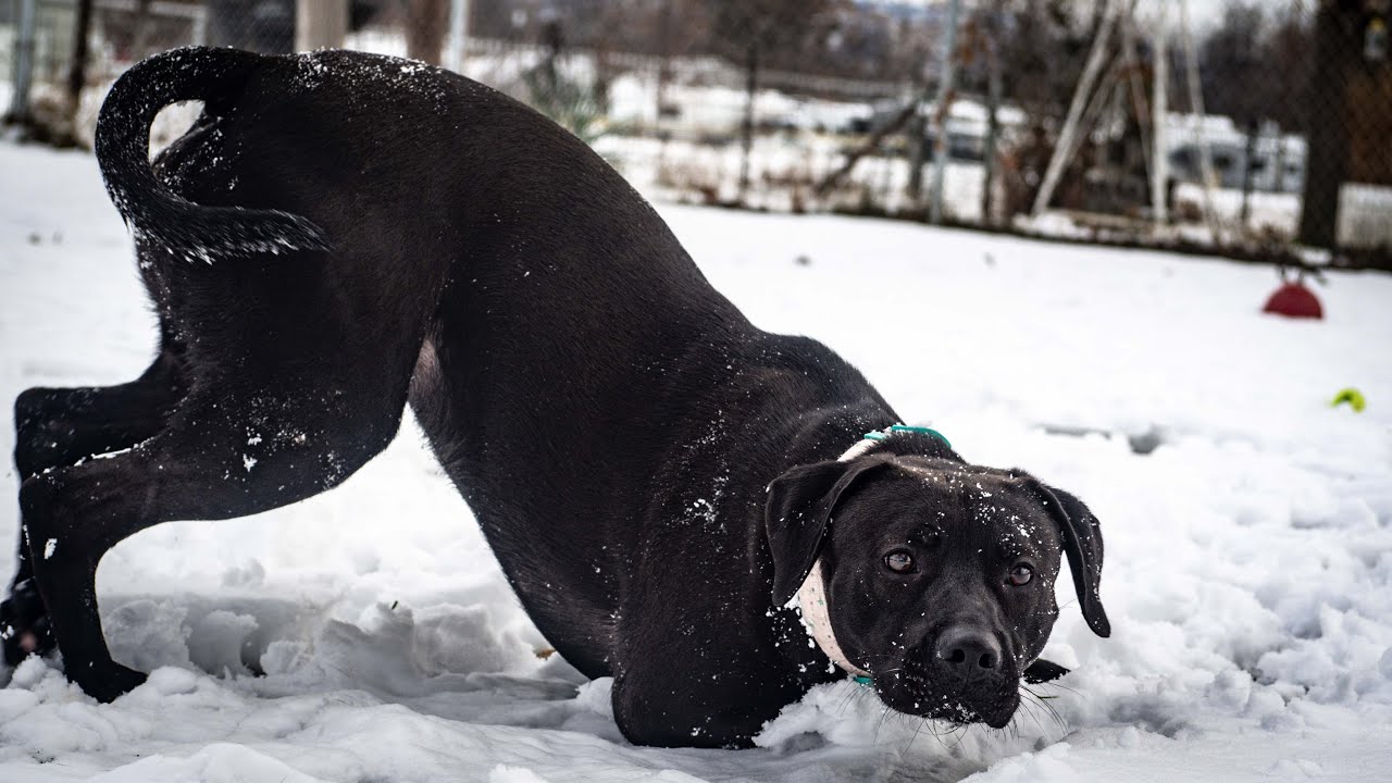 Photographing Shelter Dogs In The Snow! BMHS Vlog #3 (Molly & Damon ...