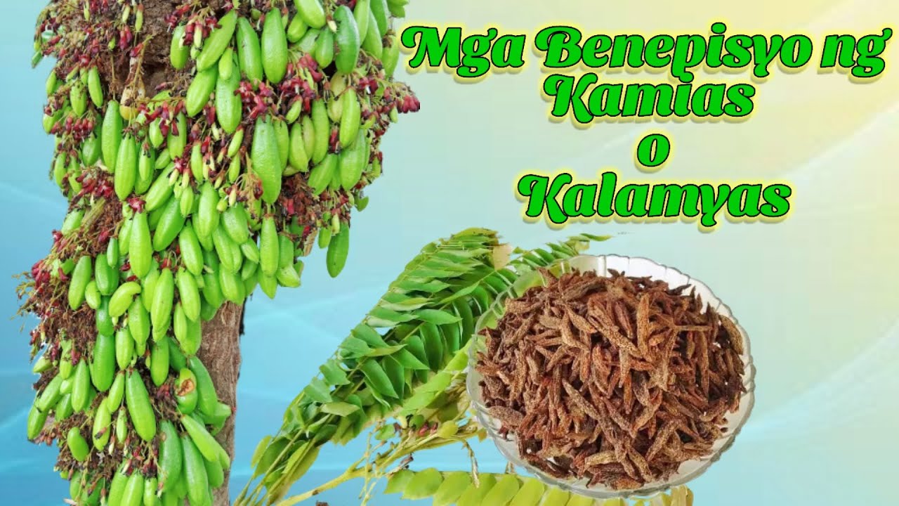 Benepisyo ng Kamias o Kalamiyas - YouTube