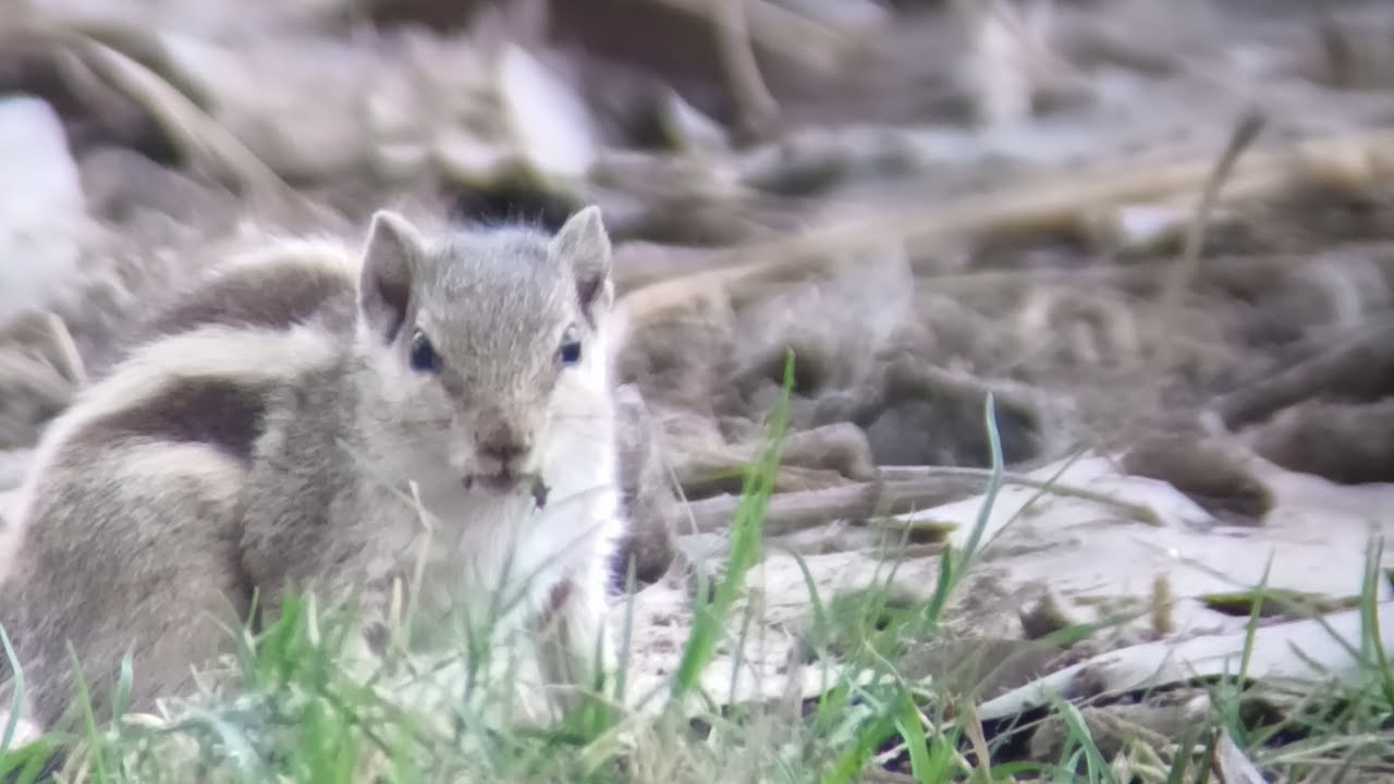 🐿️ squirrel गिलहरी दाने चुगते हुए। #nationalphotography #squirrel # ...