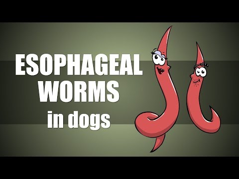 Esophageal Worm Infection - Plain and Simple