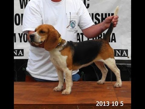Skyview's Beagles Imperial Beagle Club Gun Dog Brace Trial Oct. 12 2013 ...