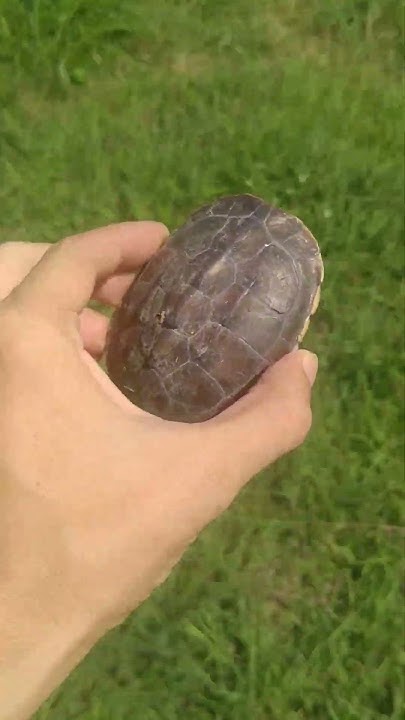 เต่าไทยทุกตัวเป็นสัตว์คุ้มครอง😊🥰🙏 #เต่านาคอใหญ่ #เต่าไทย #สัตว์คุ้มครอง ...