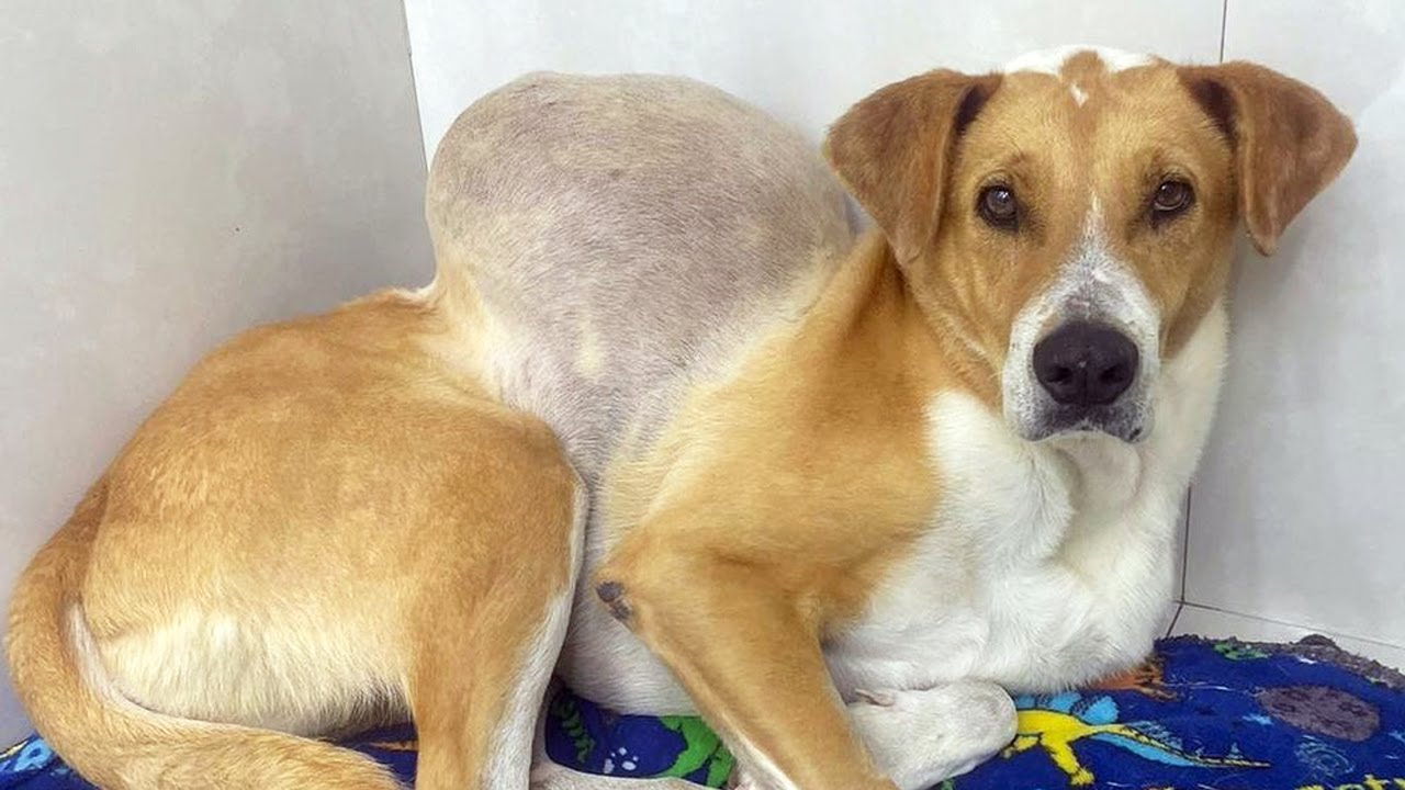 Poor Dog Is Forced to Walk Crooked and He Has a Huge Mass on His Back ...