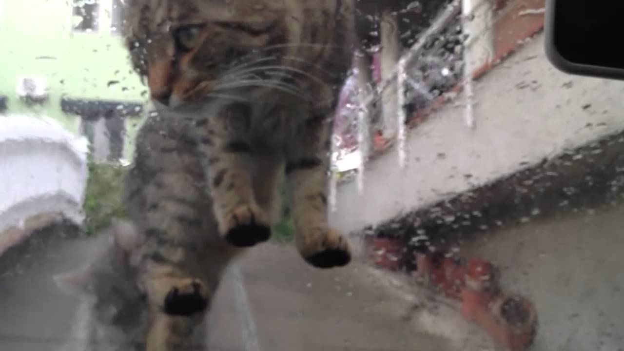 gnic gnic gnic - YouTube