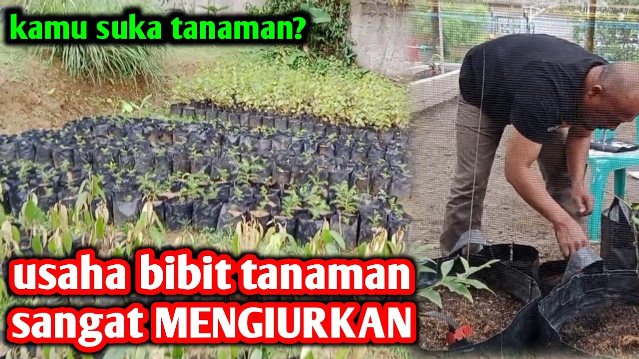 USAHA BIBIT TANAMAN BUAH BISA JADI BISNIS SAMPINGAN YANG MENJANJIKAN ...