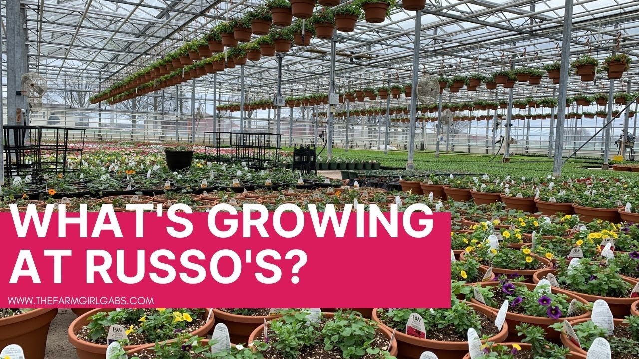 What's Growing at Russo's - Greenhouse Edition? - YouTube