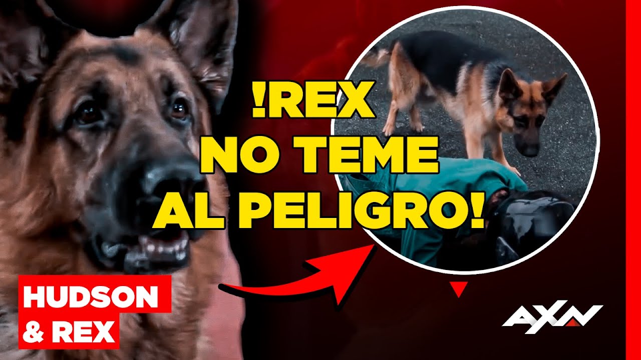 Cuatro momentos en los que Rex salva el día | Hudson & Rex | AXN ...