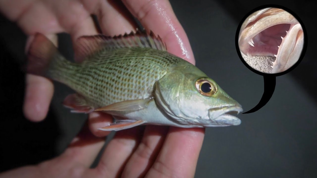 CATCHING TOOTHY FISH in SALTWATER!!! - YouTube