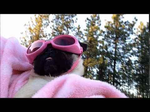 Do Pugs fly? LuLu does! 7/7/14 Flying Blanket Practice Flight - YouTube