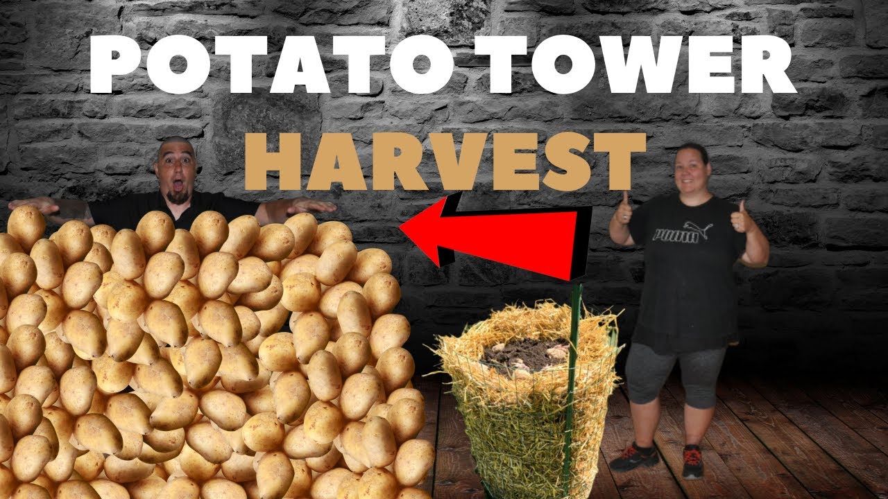 POTATO TOWER HARVEST - YouTube