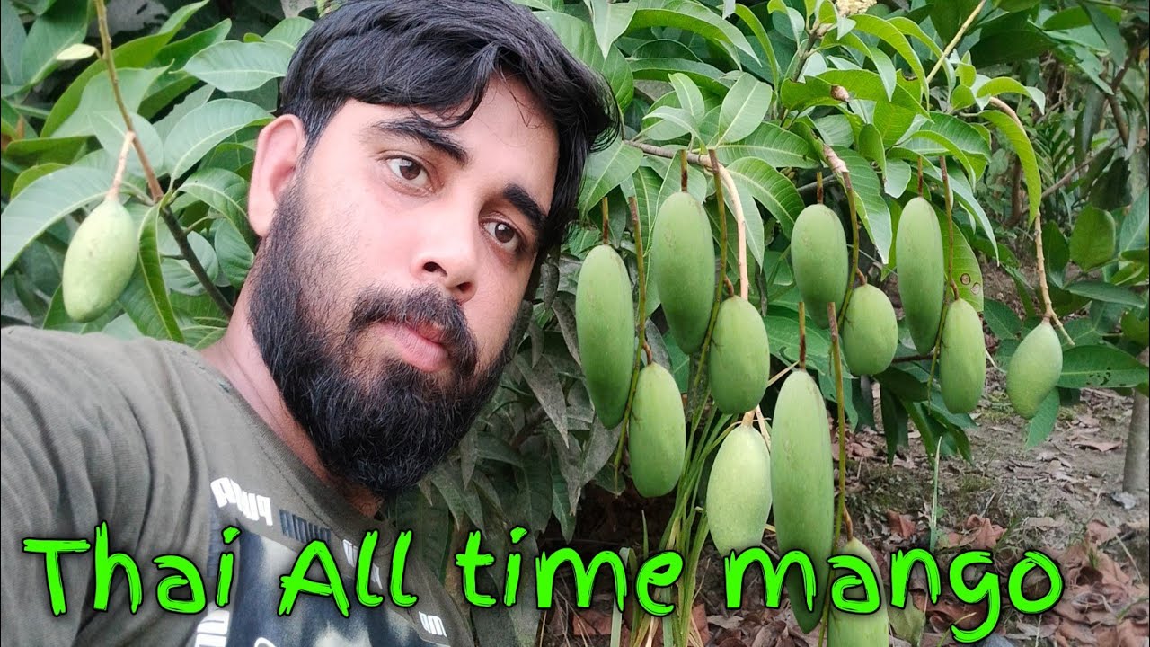 Thai all time mango plant, थाई ऑल टाइम मैंगो प्लांट,अब आसानी गार्डन पर ...