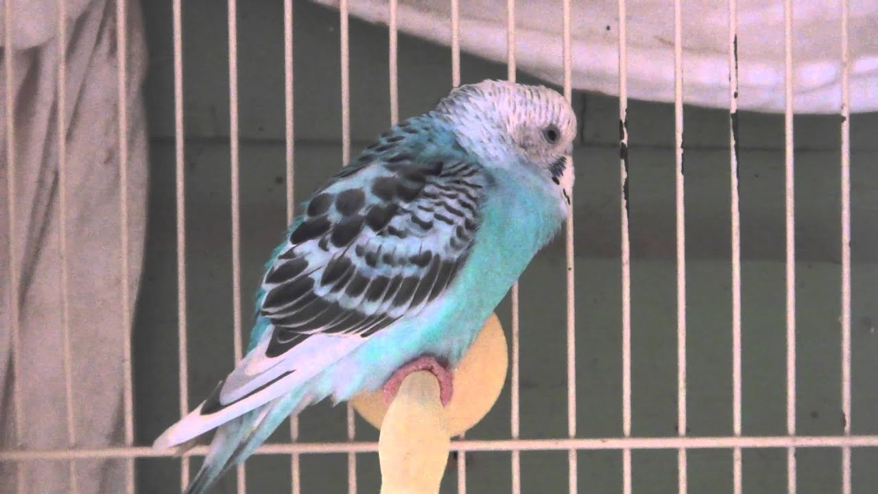 Sky Blue Opaline Clear Flight Budgie/Parakeet Hen - YouTube