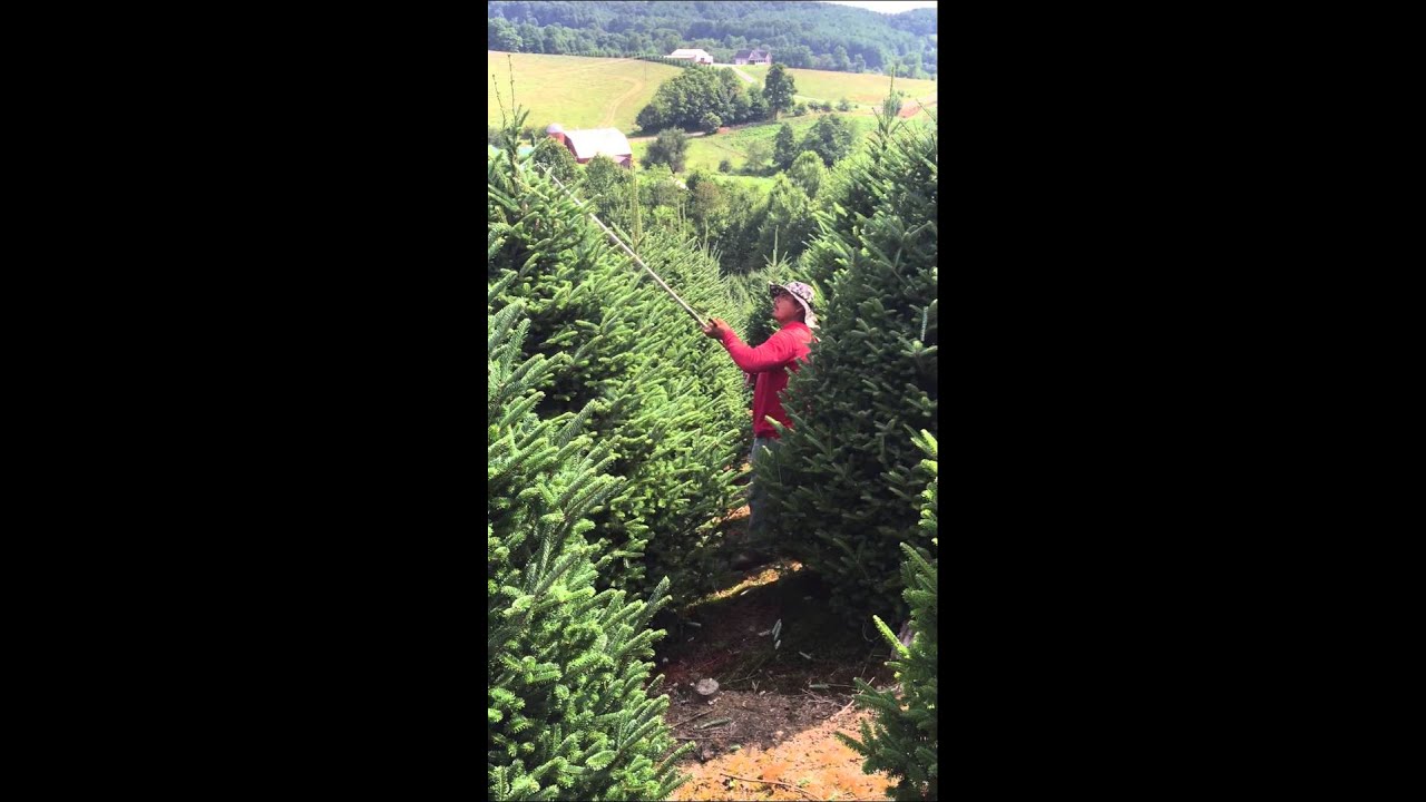 Shearing Christmas trees - YouTube