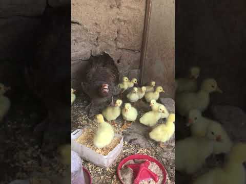 Kaz ve Yavruları , Goose and Gooseling