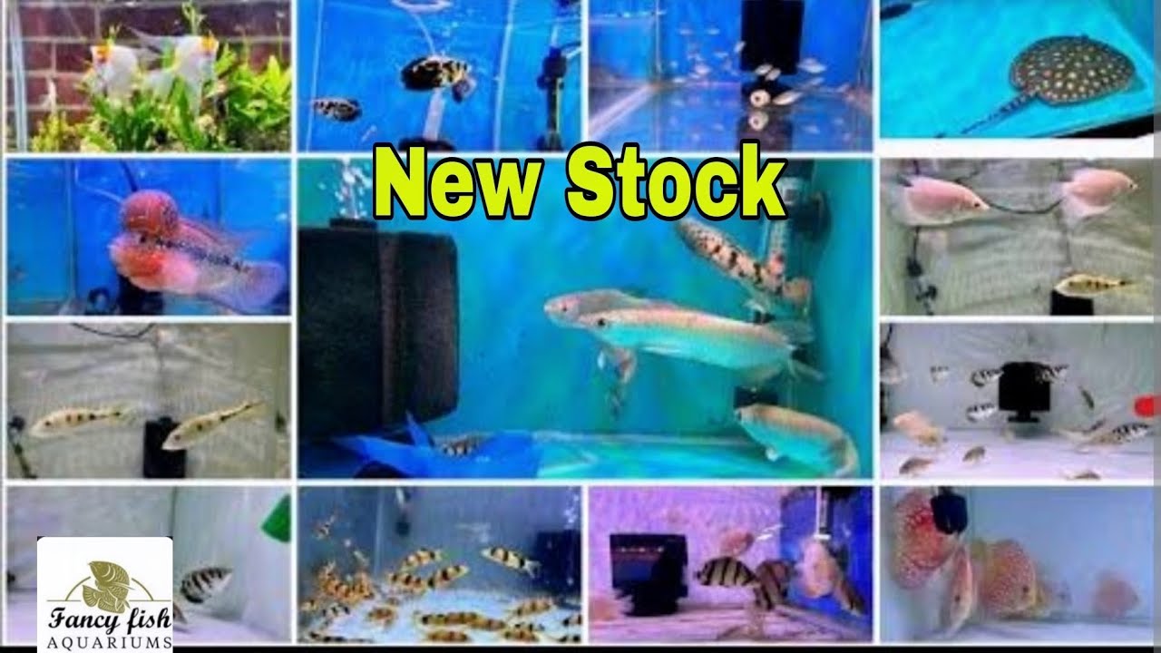 New Stock | Fancy Fish Aquarium Delhi - YouTube