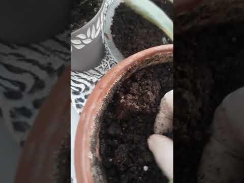 kohlere ciceyi ve karısık cicekler