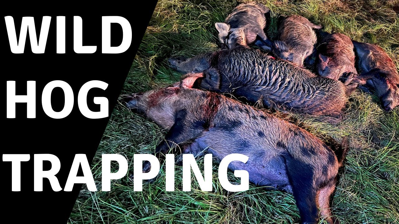 Wild Hog Trapping. Major Damage to Landowners property by wild hogs ...