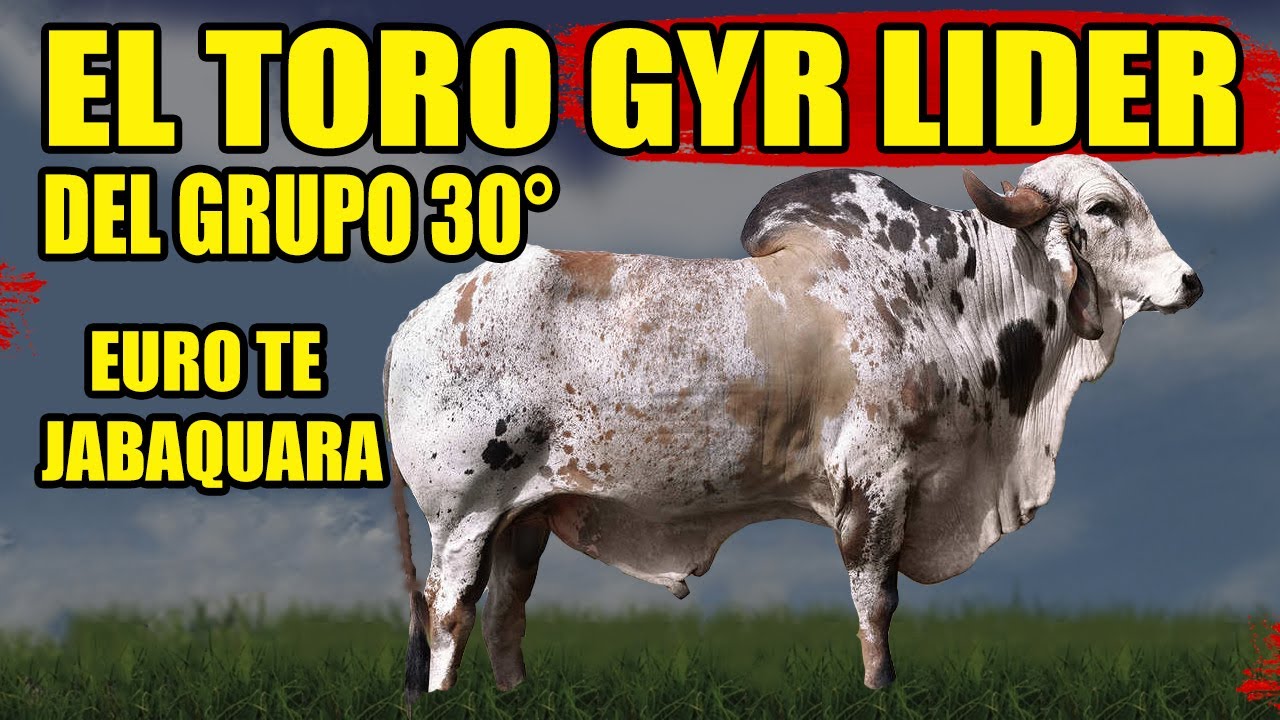 EL TORO GYR LIDER DEL GRUPO 30° - EURO TE JABAQUARA - 2022 - YouTube