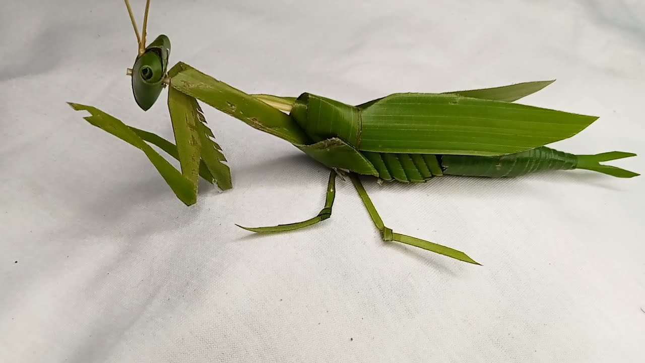 Tutorial buat belalang sembah dari janur daun kelapa - YouTube